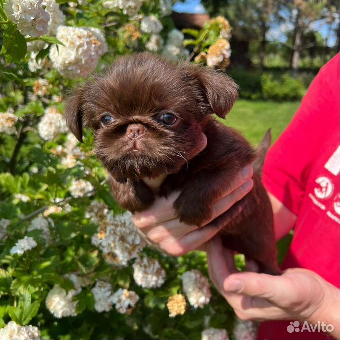 Девочка шоколадный Грифон