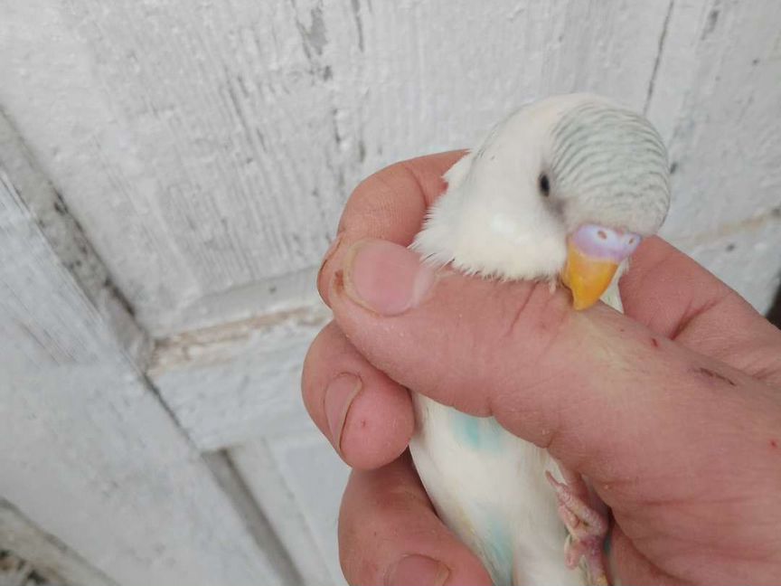 Волнистый попугай