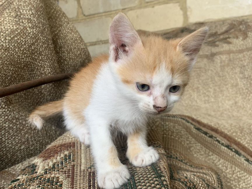 Продам котят полтора месяца