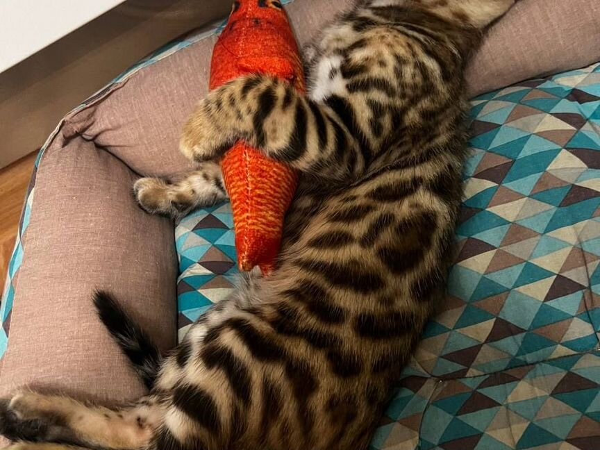 Бенгальские котята