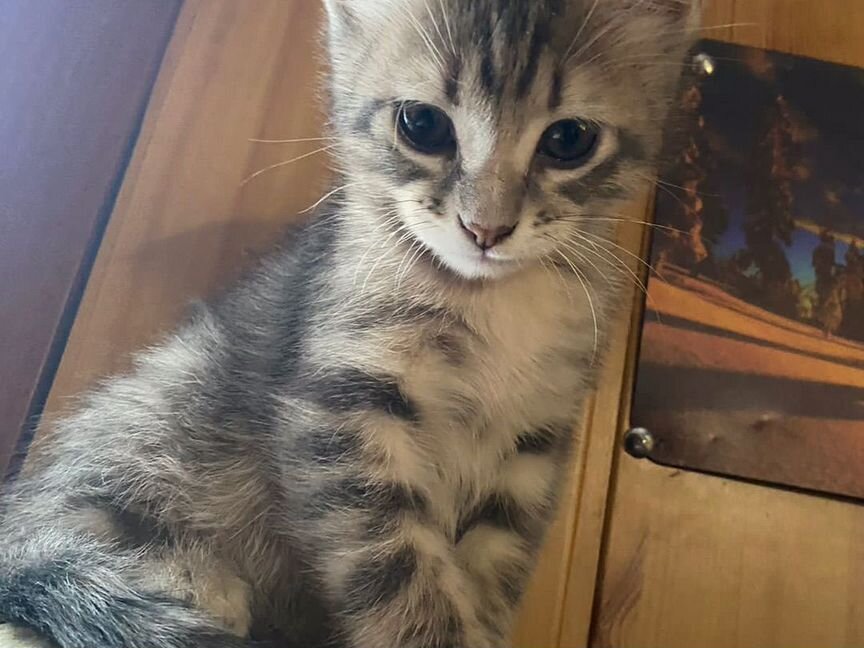 Котенок мейнкуна