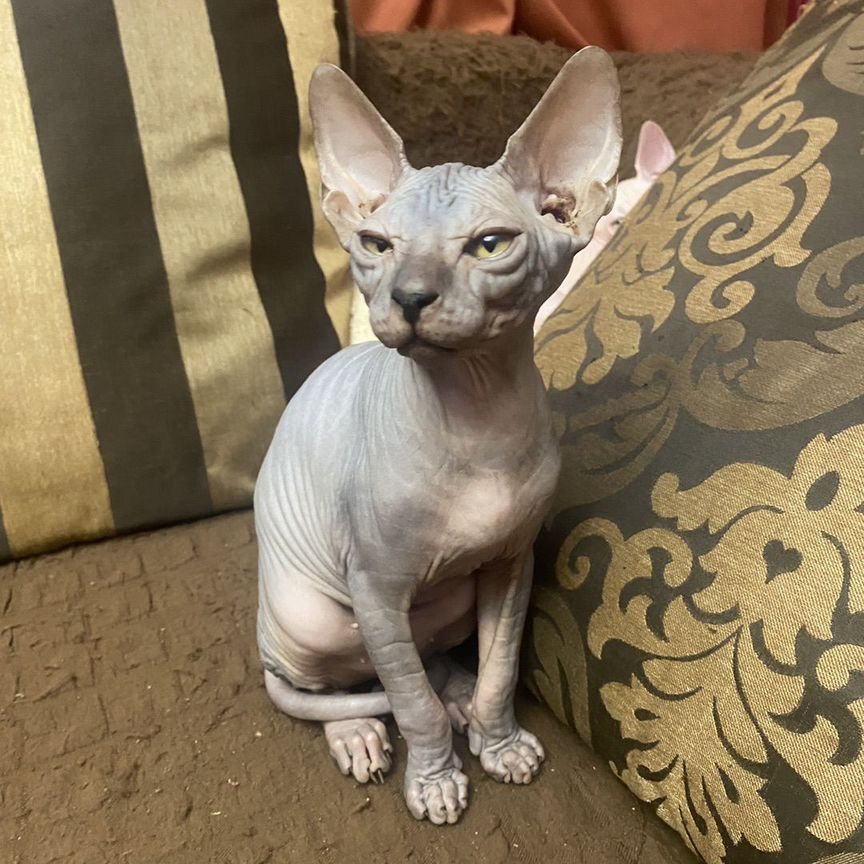 Канадский сфинкс котенок