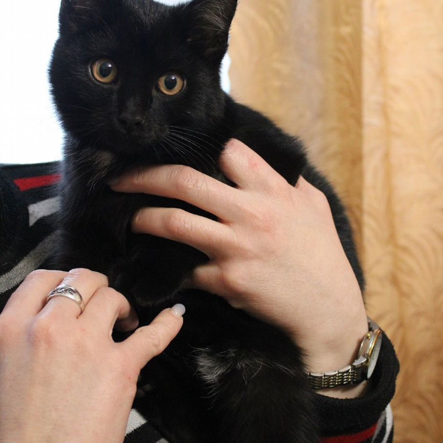 Черный котик ищет дом