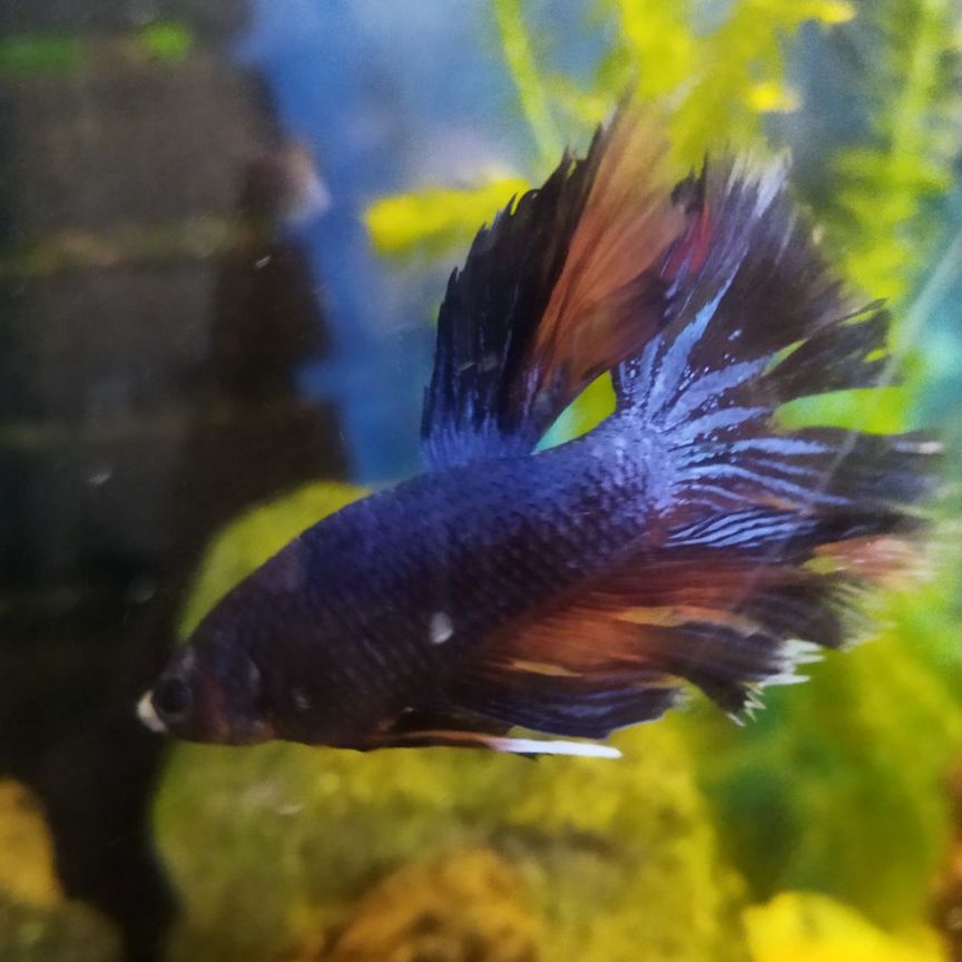 Рыбка петушок