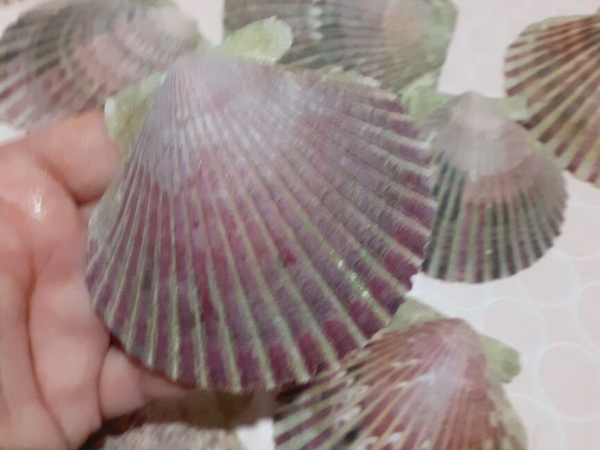 Ракушки раковины морского гребешка
