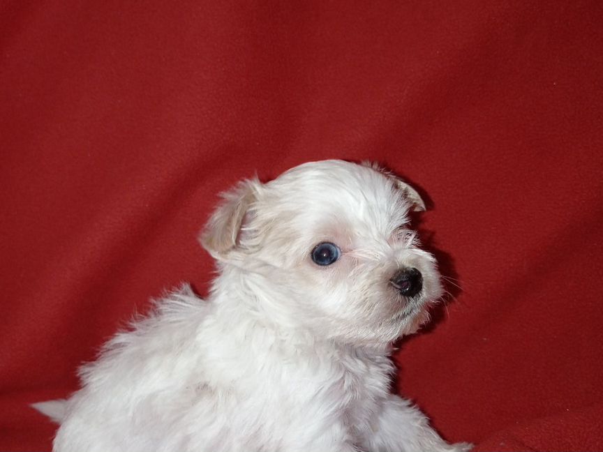 Голдаст йорк белое золото