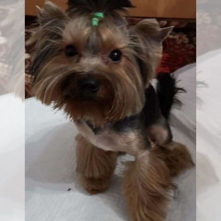 Йоркширский терьер, вязка