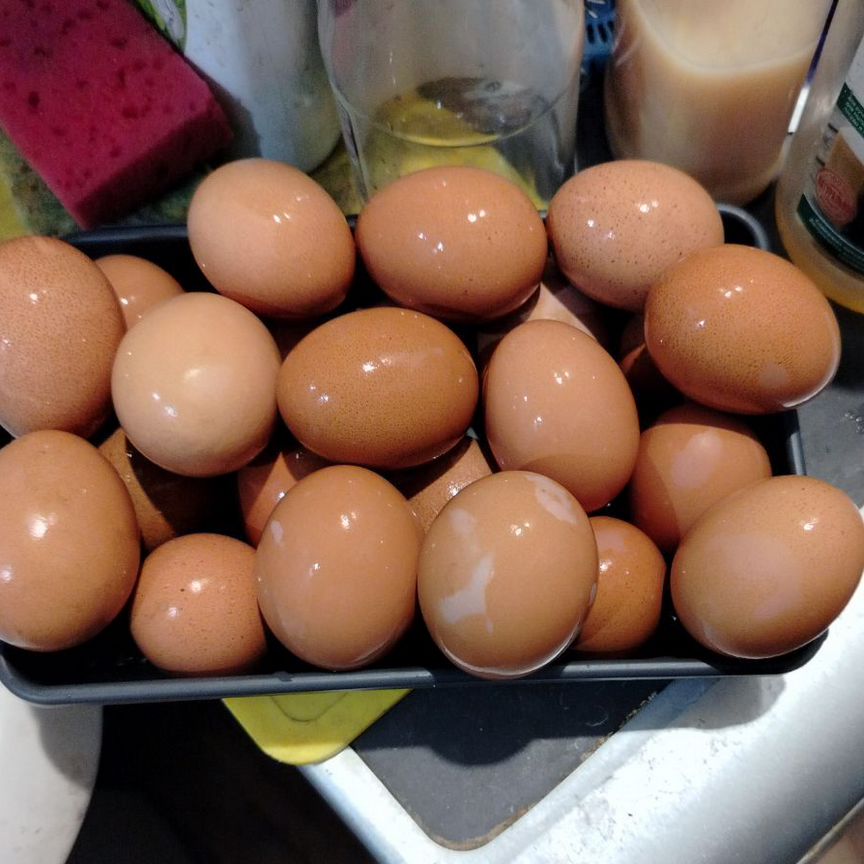 Яйцо куриное