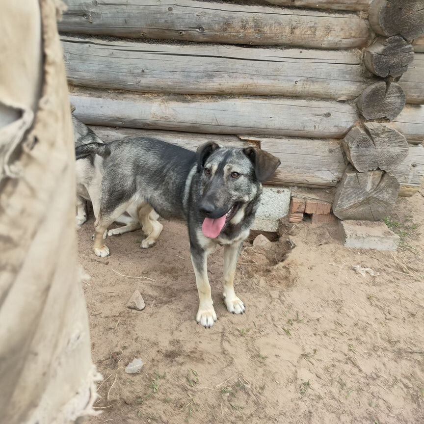 В добрые руки