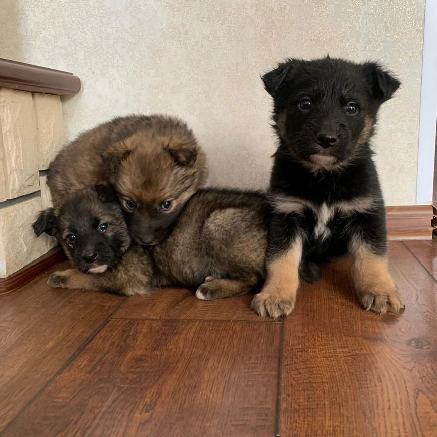 Щенок в добрые руки