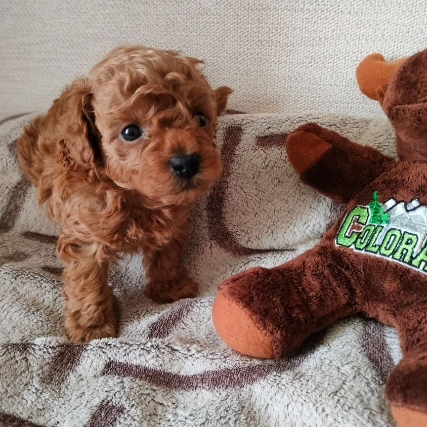 Мальтипу, щенок