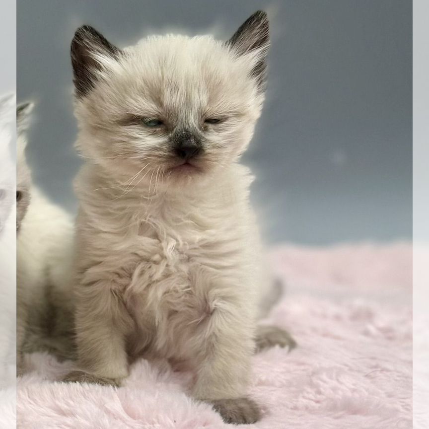 Невский маскарадный котёнок