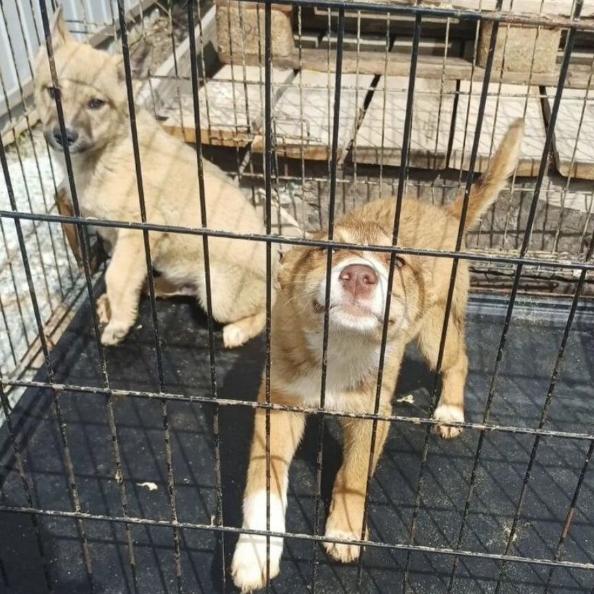 Щенок в добрые руки