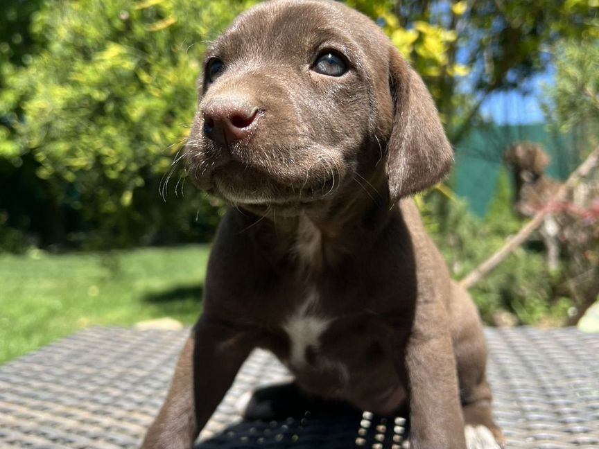 Щенки курцхаара