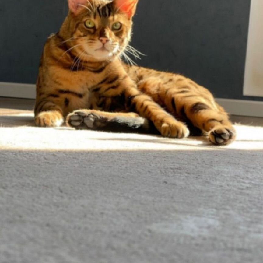 Бенгальская (потерялся)