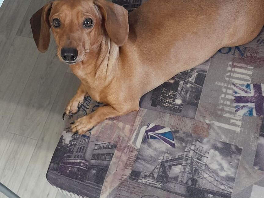 Кроличья такса