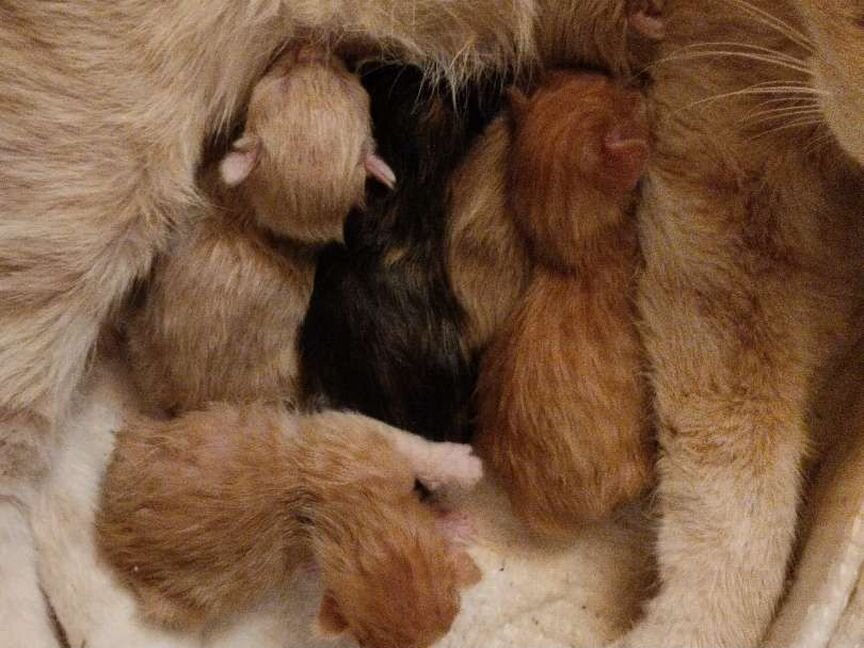 Курильский бобтейл котята