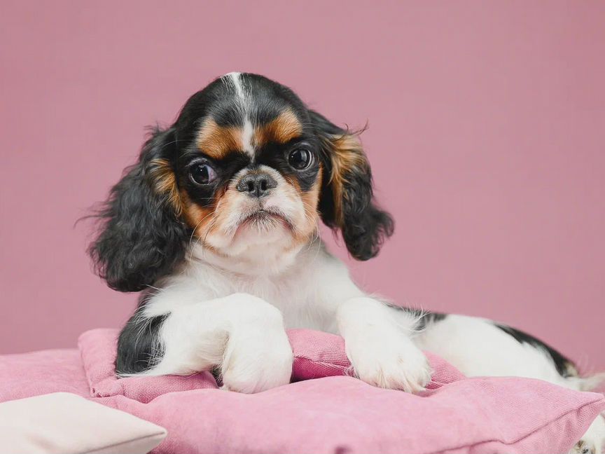 Щенки кинг чарльз спаниеля