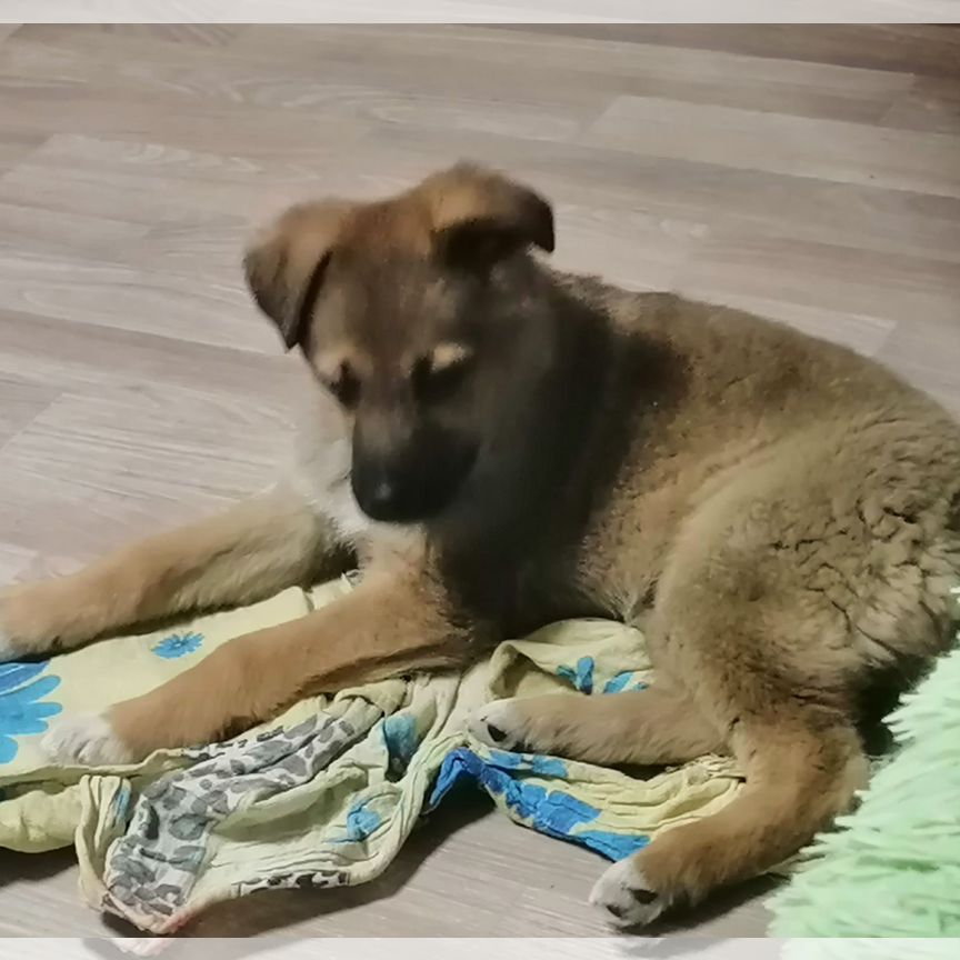 Немецкая овчарка