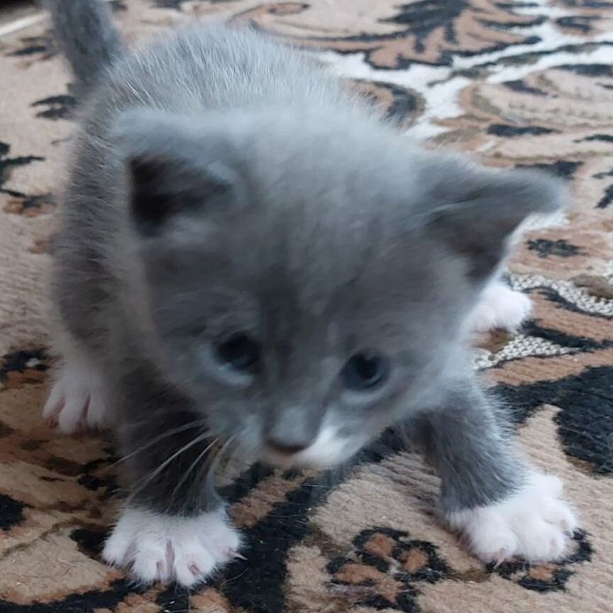 Котёнок в добрые руки