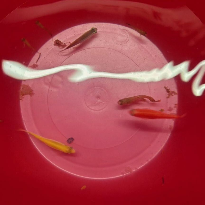 Аквариумные рыбки