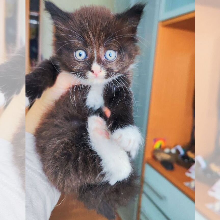 Чудесные котята в добрые руки