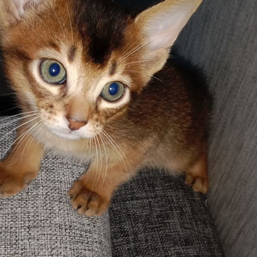 Абисинчики котятки