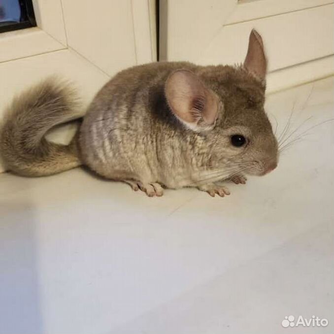 Шиншиллы мальчики