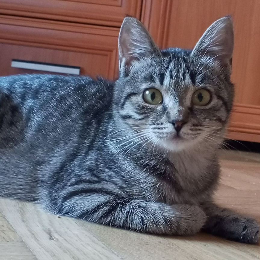Котëнок Шери ищет дом