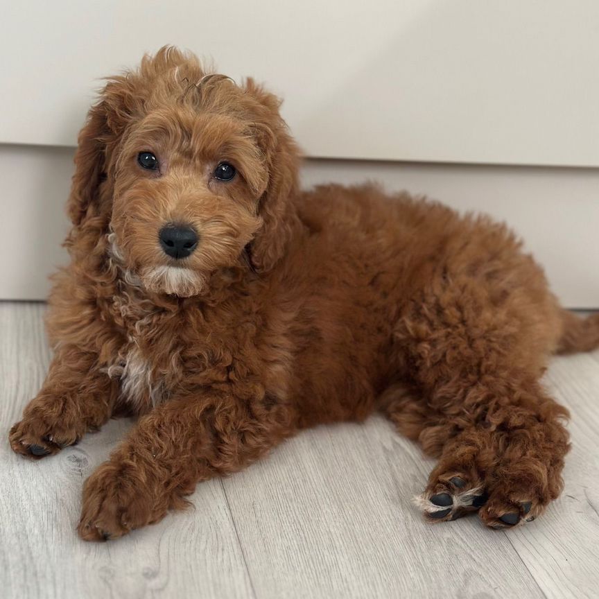 Карликовый пудель, щенок