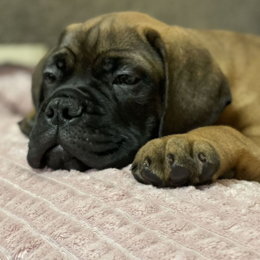 Щенки бульмастифа