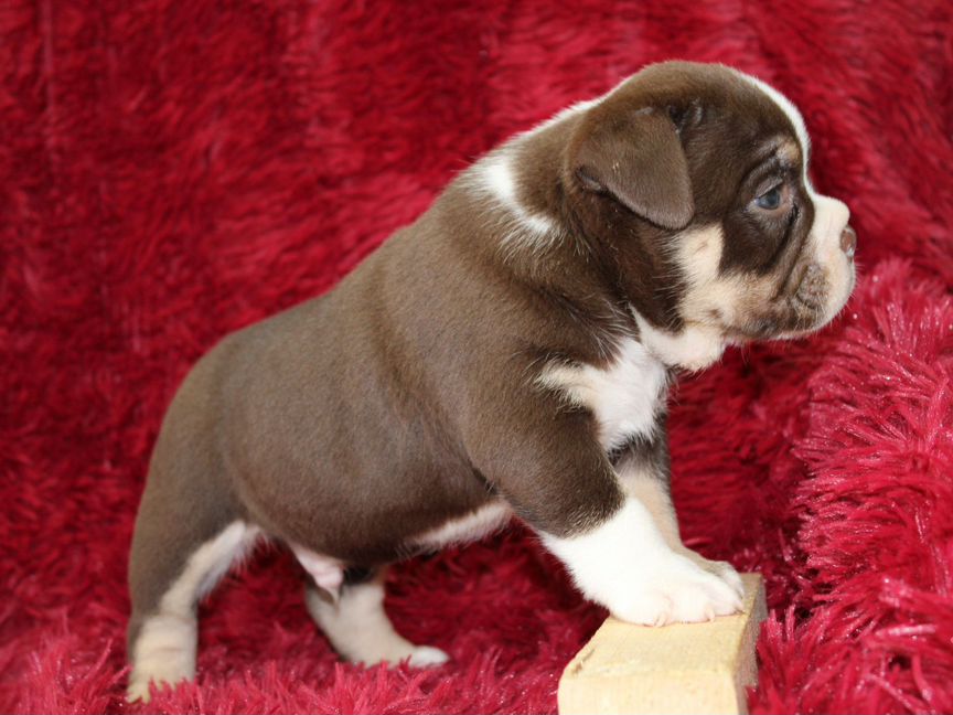 Американский булли