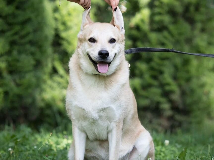 Собака улыбака Белка ждёт семью