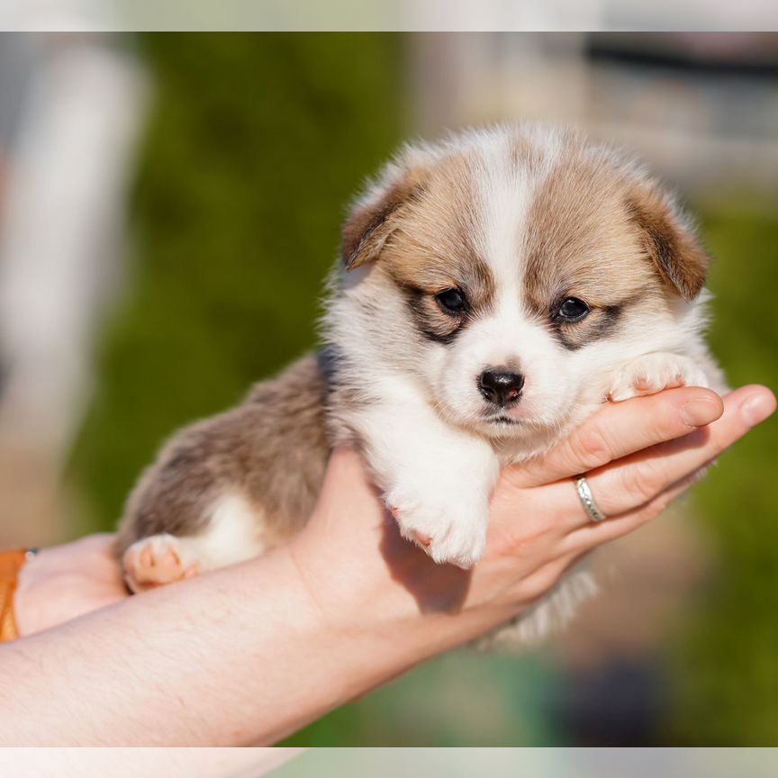 Вельш Корги Пемброк, щенок