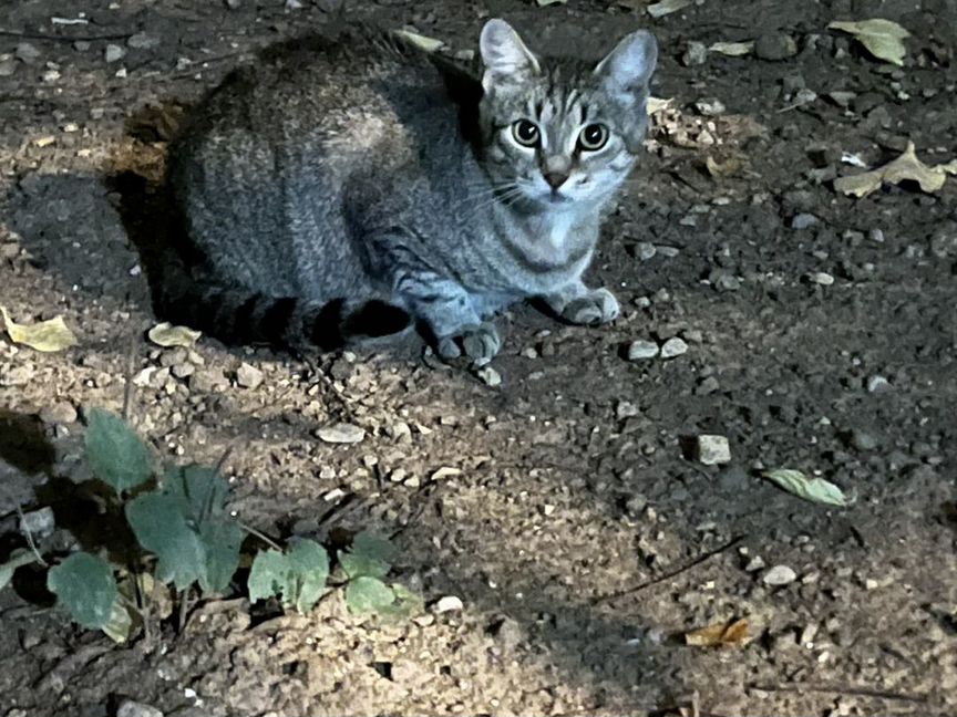 Помогите Кошечке