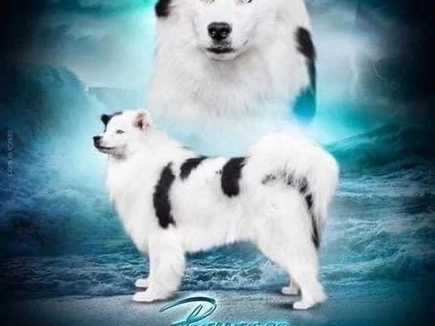 Кобель Якутской Лайки для вязки