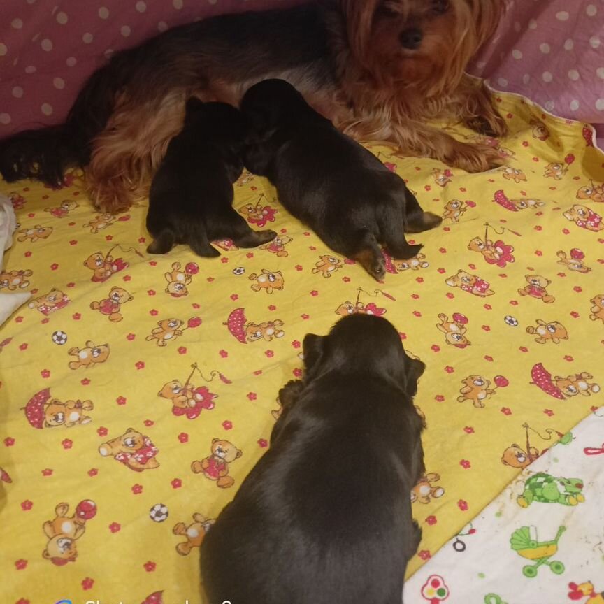 Йоркширский терьер, щенок