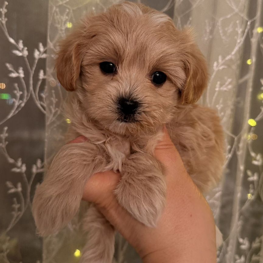 Мальтипу, щенок