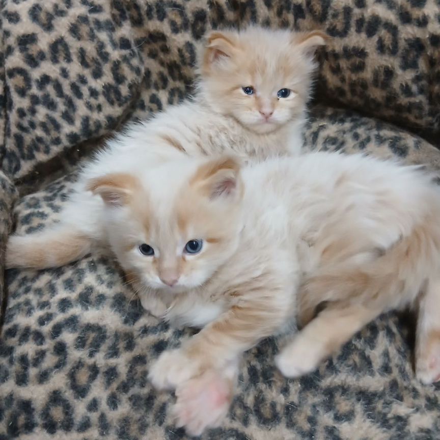 Мейн-кун котёнок