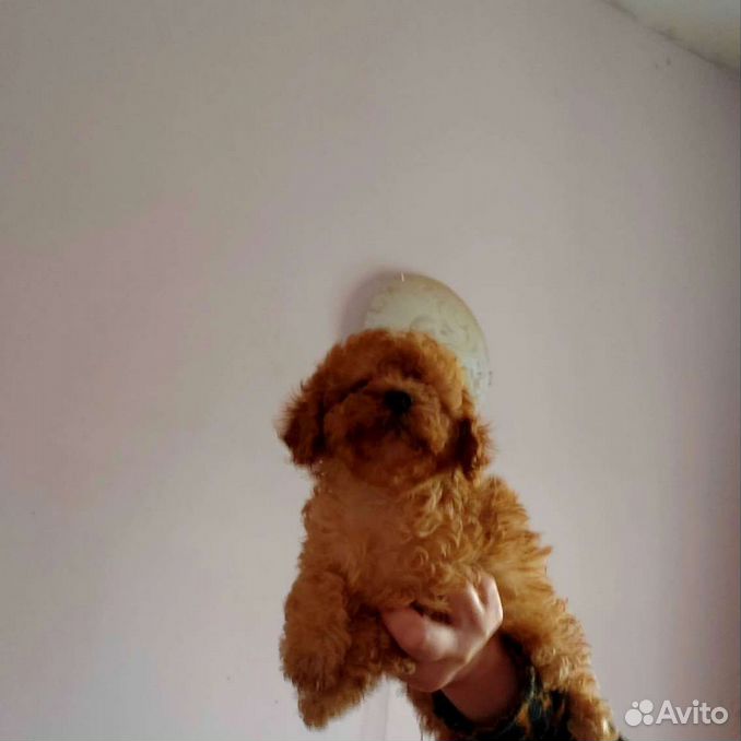 Девочки подрошенные, есть мальчик