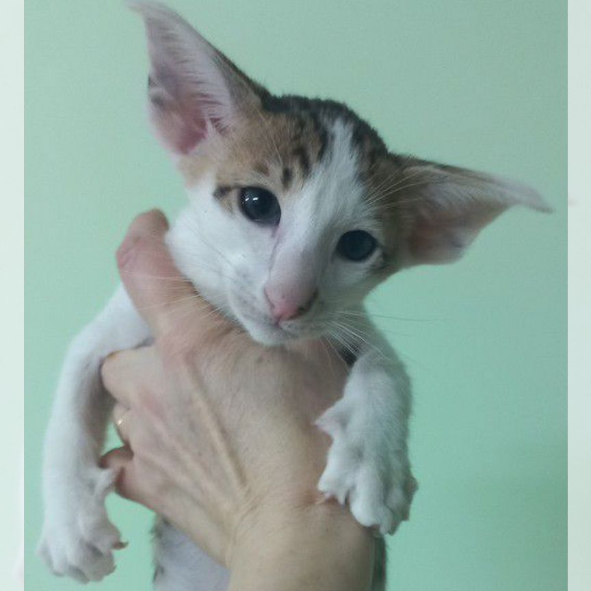 Ориентальный котёнок