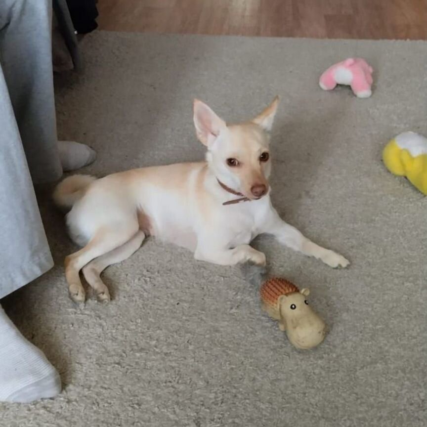 Собачка в добрые руки