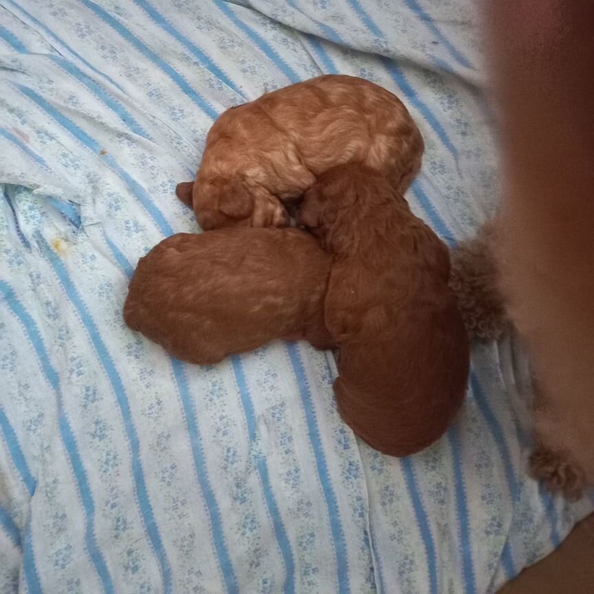 Продаю щенков пуделя