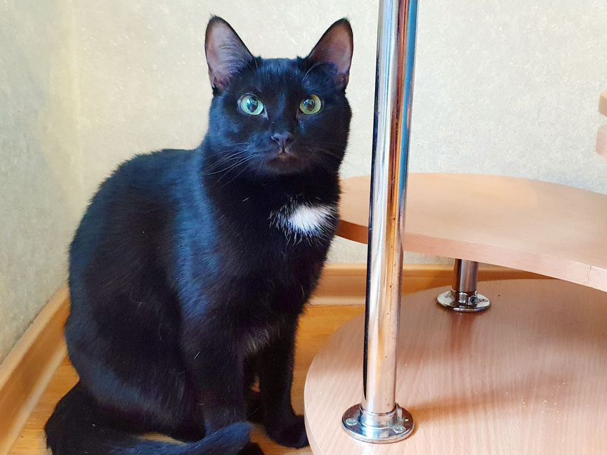 Кошечка-отказница, 1,5 года