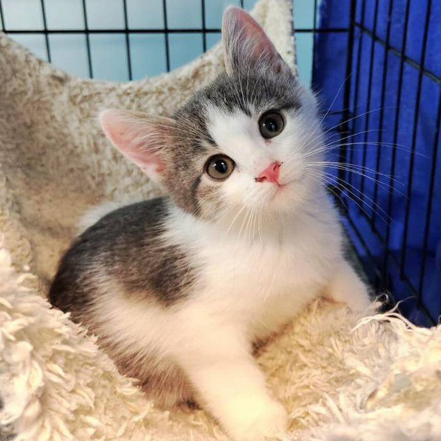 Котенок Горошек в добрые руки