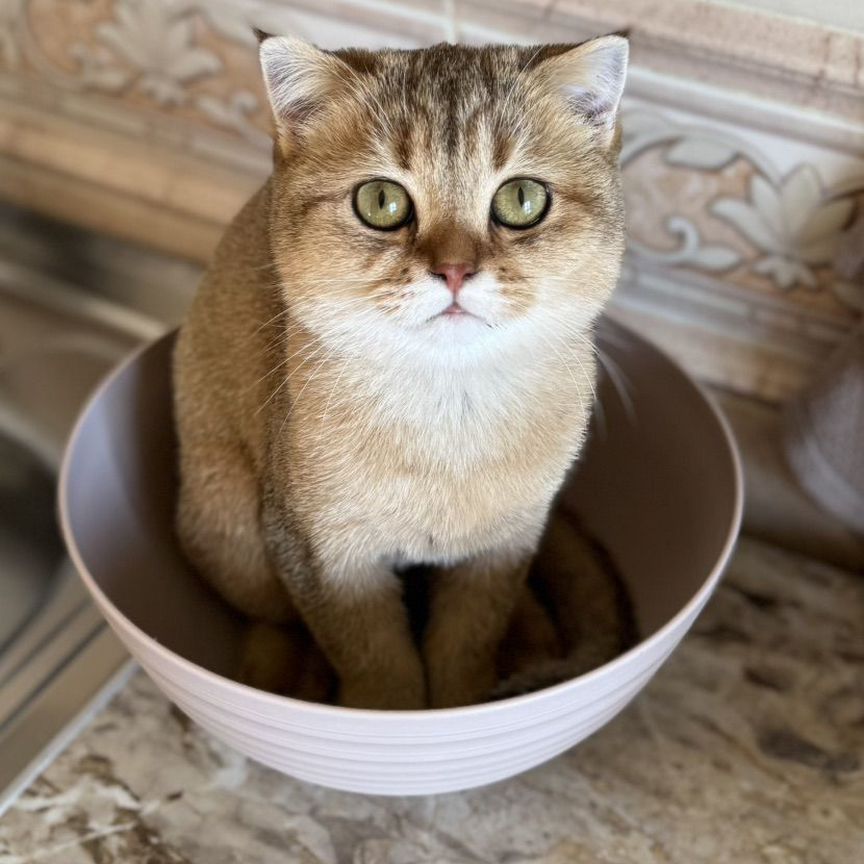 Шотладский кот