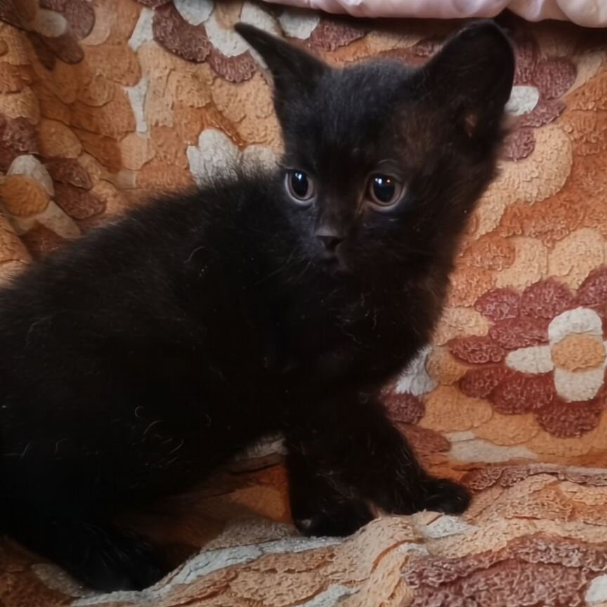 Британский короткошёрстный котёнок