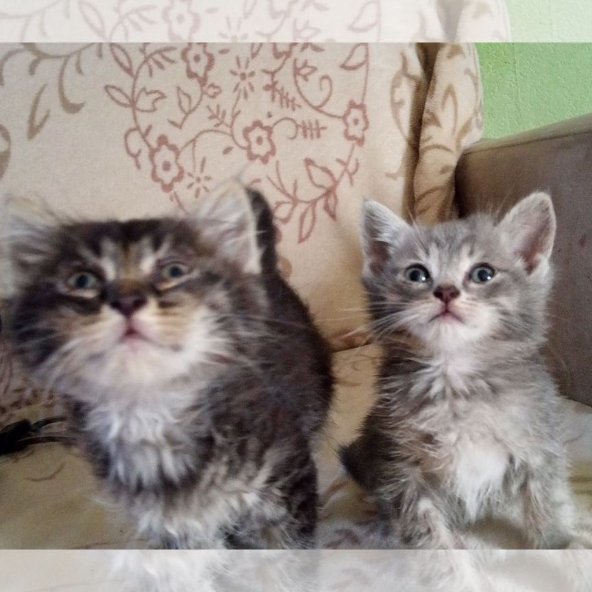 Домашние животные котята бесплатно