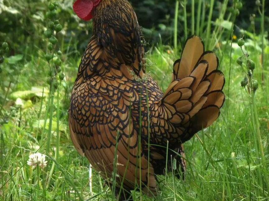 Золотая красота