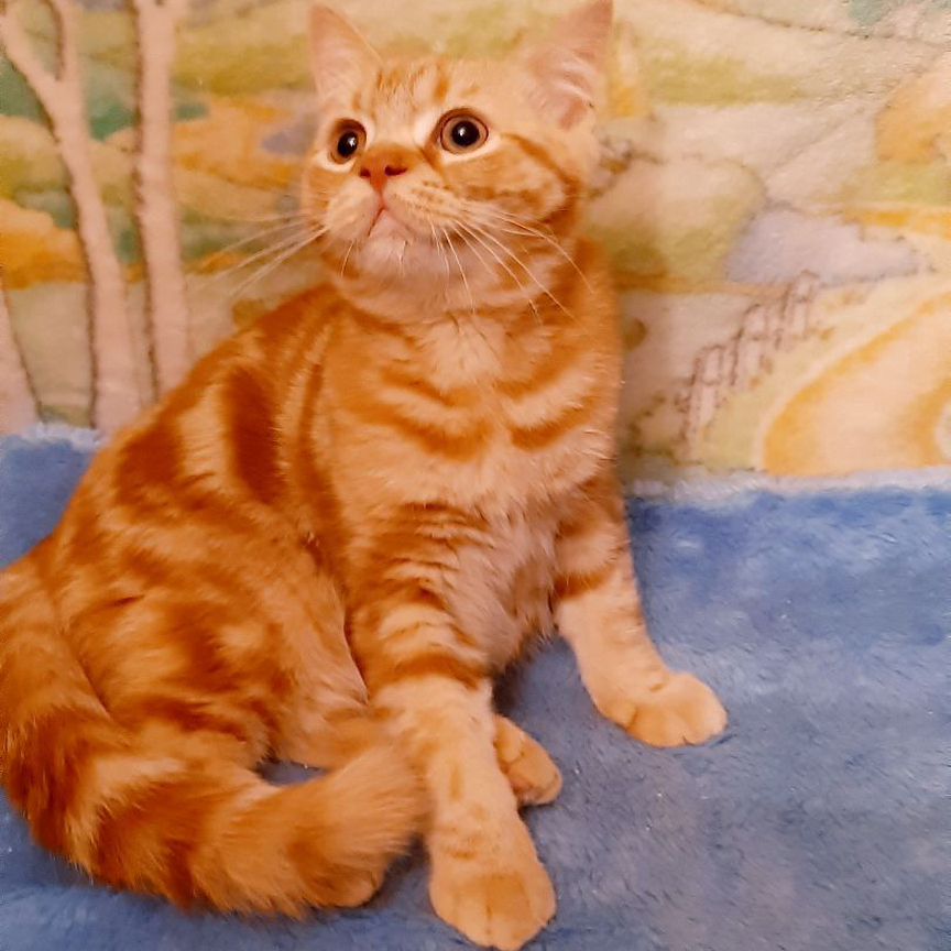 Шотландские котята